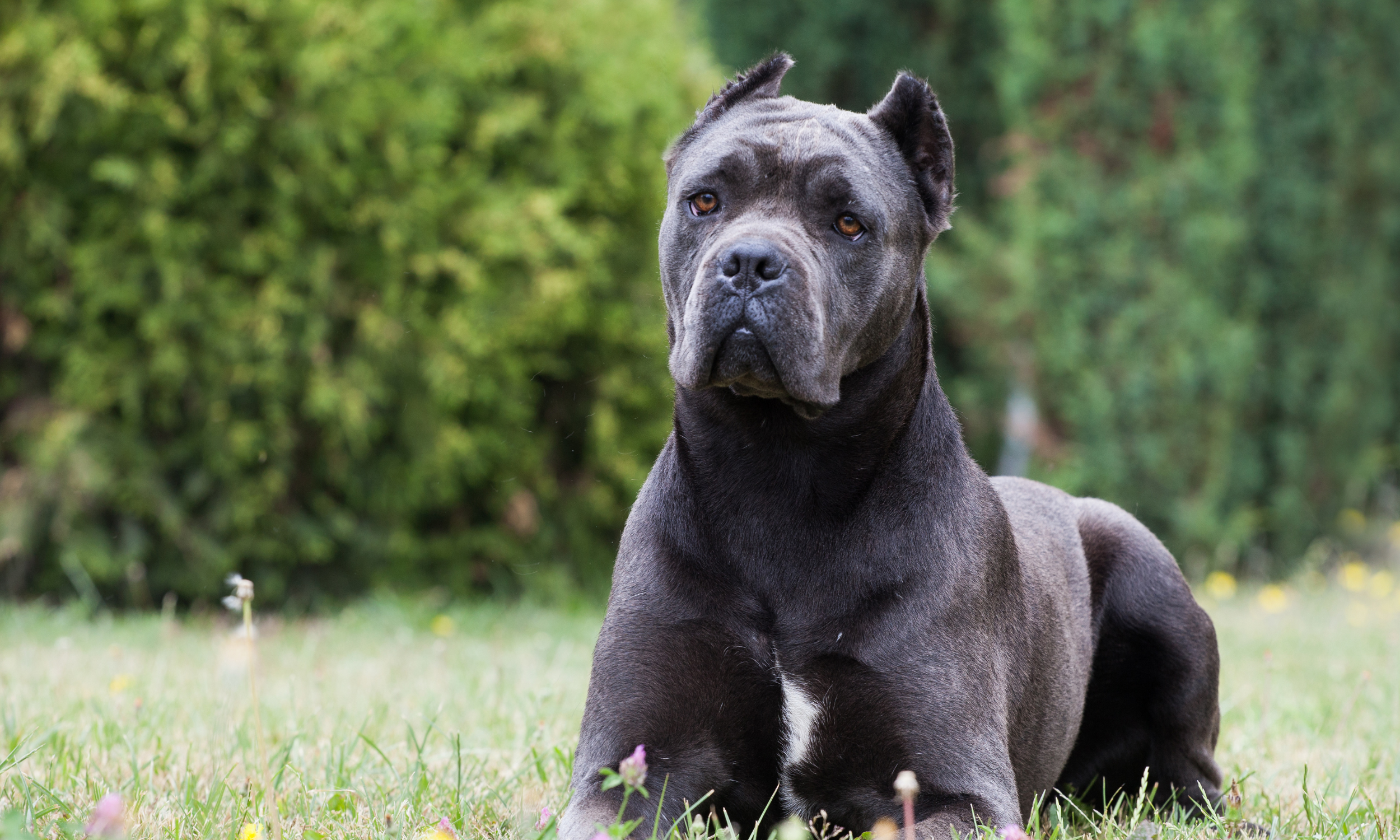 Cane Corso Care Tips: Protecting Joints, Skin, and Gut Health as They ...